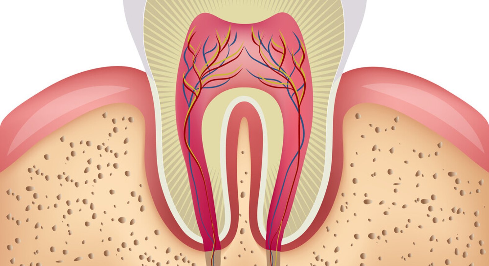 DDr. Andreas Pinter - Wurzelbehandlungen | Zahnarzt in 1180 Wien ...