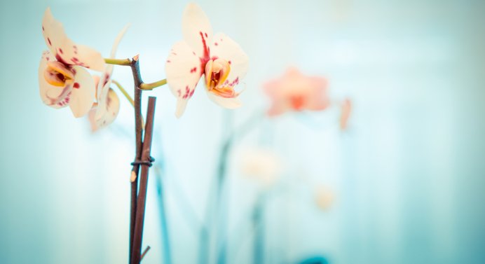 Dr. Corinna Geiger | Internistin in 1010 Wien - DocFinder.at